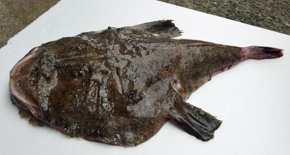 宇和海の魚_アンコウ