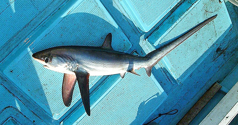 宇和海の魚_ニタリ