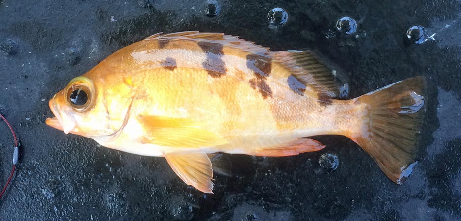 宇和海の魚_トゴットメバル